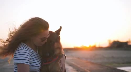 The Secrets to Dog Training That No One Tells You: Learn How to Solve ...